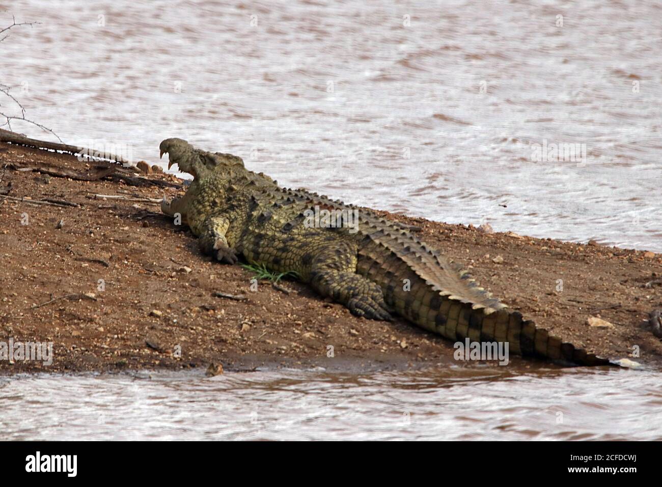 A Nile Crocodile (Crocodylus niloticus) basking on the muddy bank of a ...