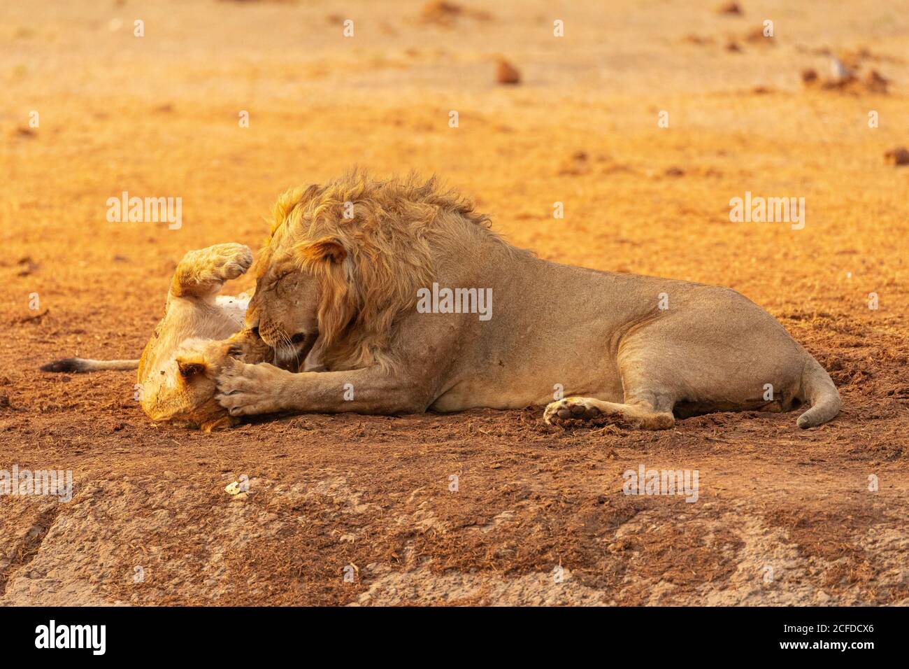 Full length of wild lioness and lion resting on dry ground in African ...