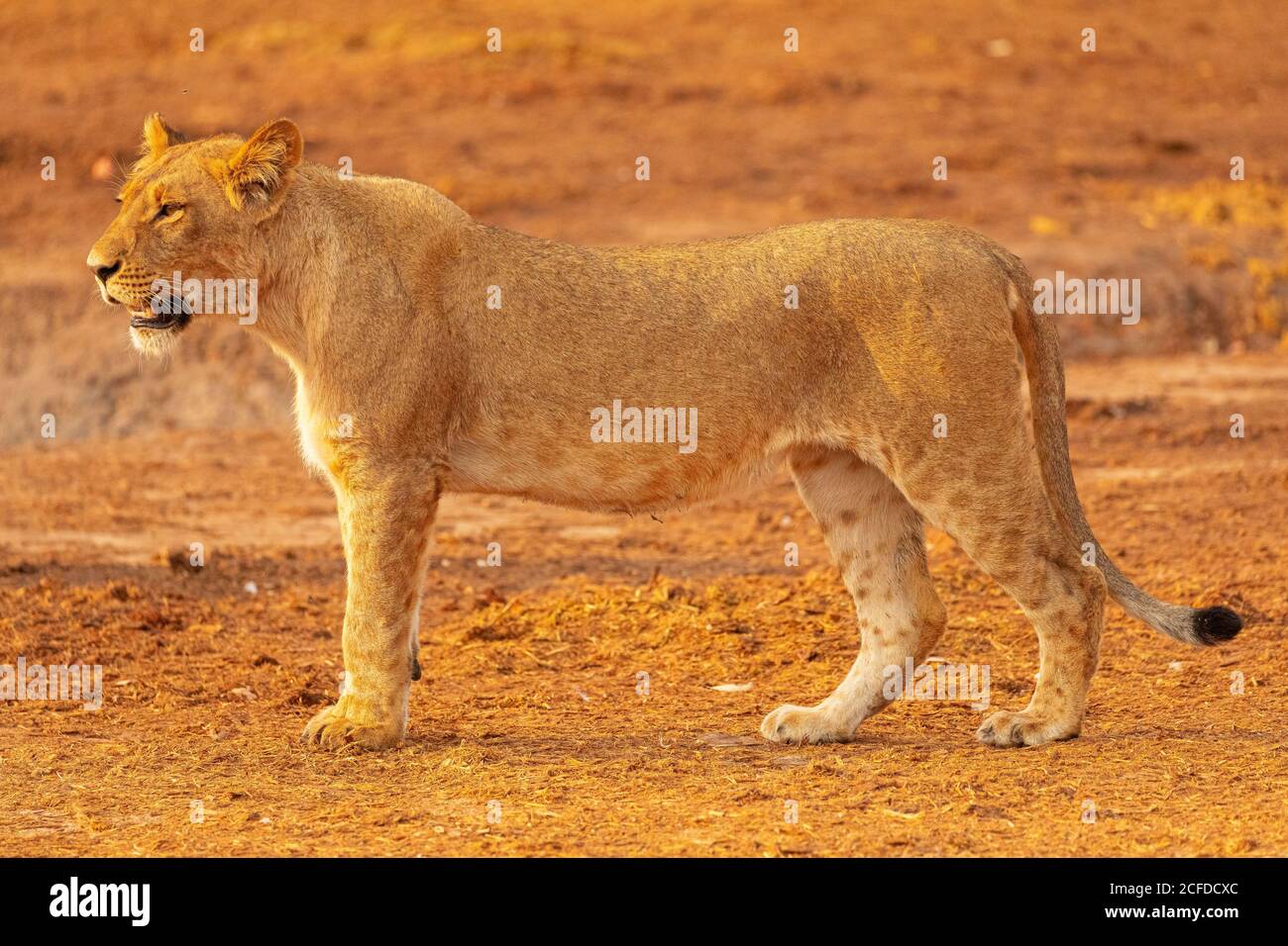 Full body of magnificent wild lioness standing on dry ground and ...