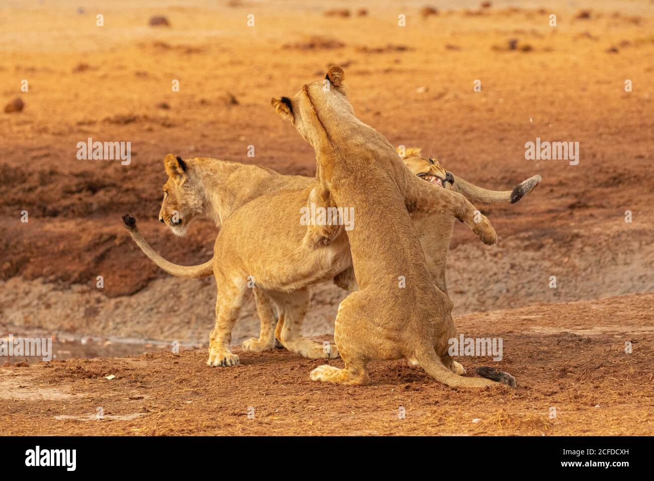 Group of wild lionesses playing in savanna in Savuti in Botswana Stock ...