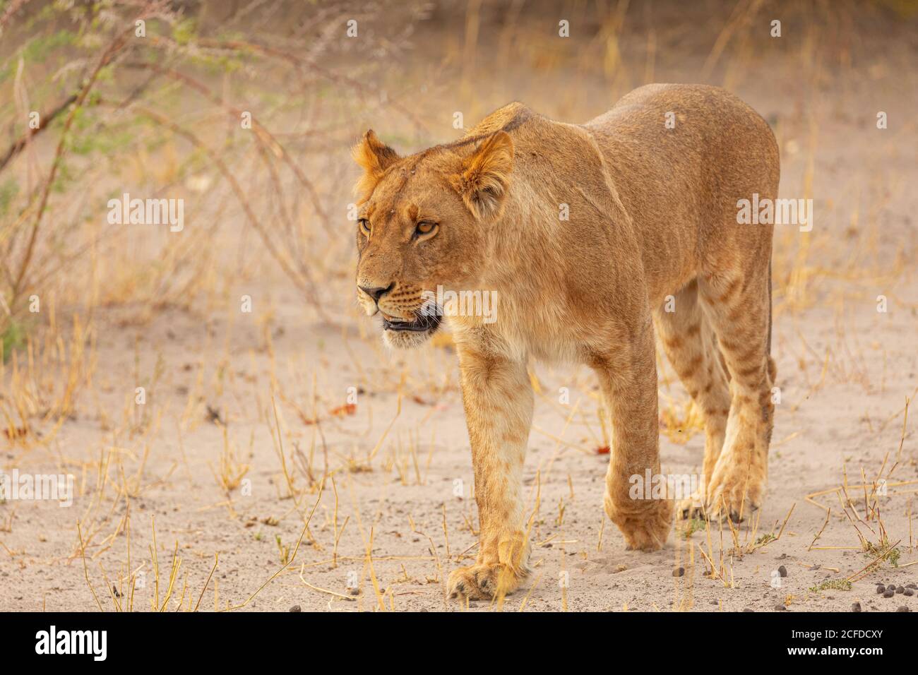 Full body of magnificent wild lioness walking on dry ground and looking ...
