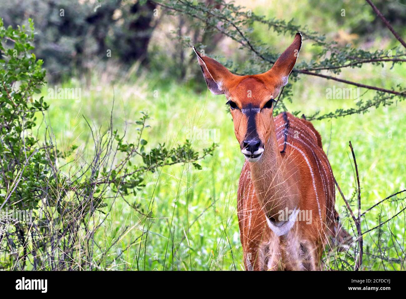 A lone female Nyala (Tragelaphus angasii) hiding among thorn acacia ...
