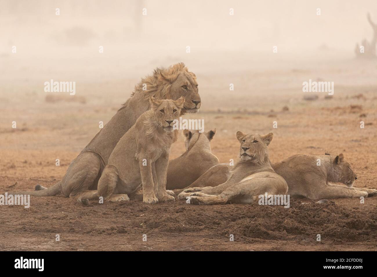 Full length of group of wild lioness and lion resting on dry ground in ...