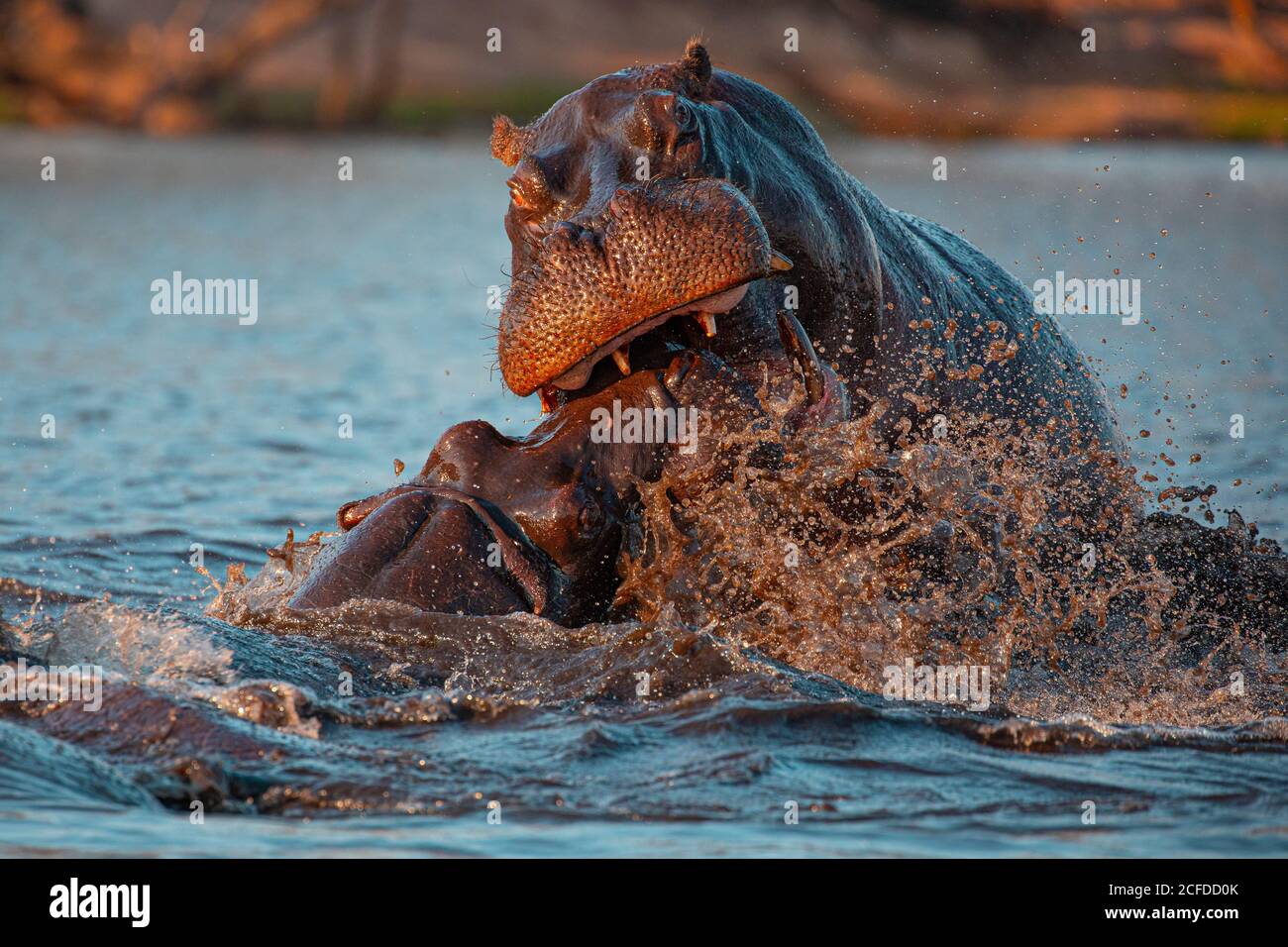 Closeup of wild aggressive hippos fighting heavily in water of Chobe ...
