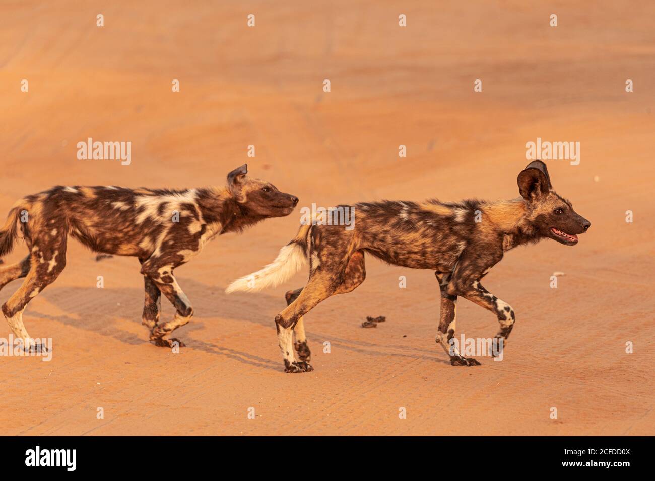 Endangered breed dogs hi-res stock photography and images - Alamy