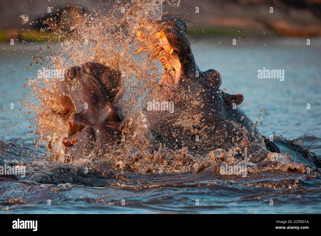 Closeup of wild aggressive hippos fighting heavily in water of Chobe ...