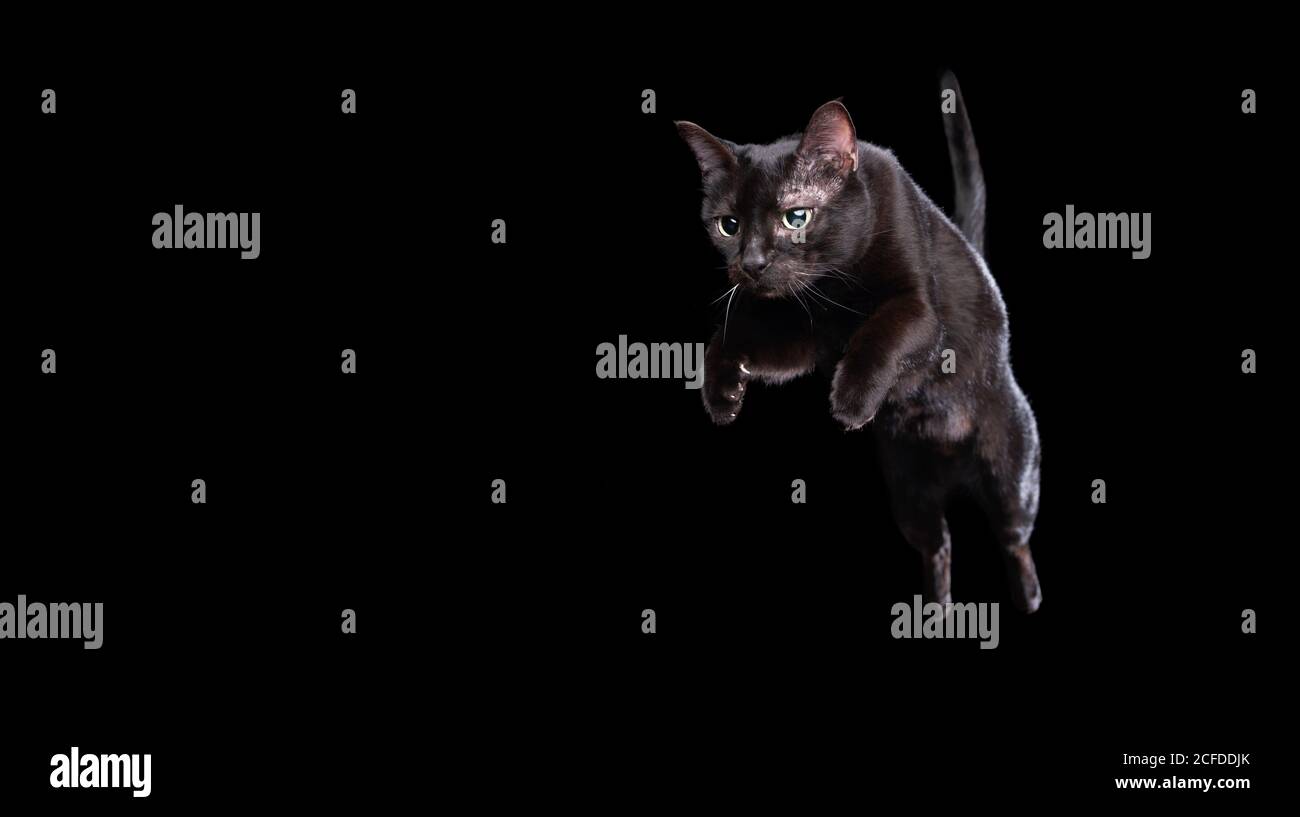 black cat mid air jump isolated on black background Stock Photo - Alamy