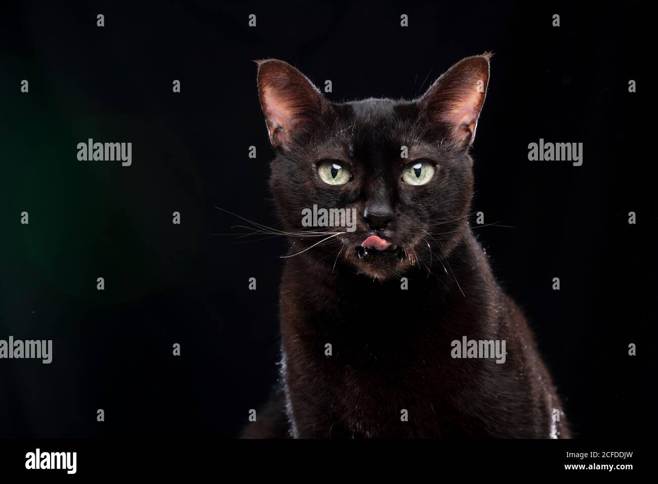 Black cat licking lips hi-res stock photography and images - Alamy