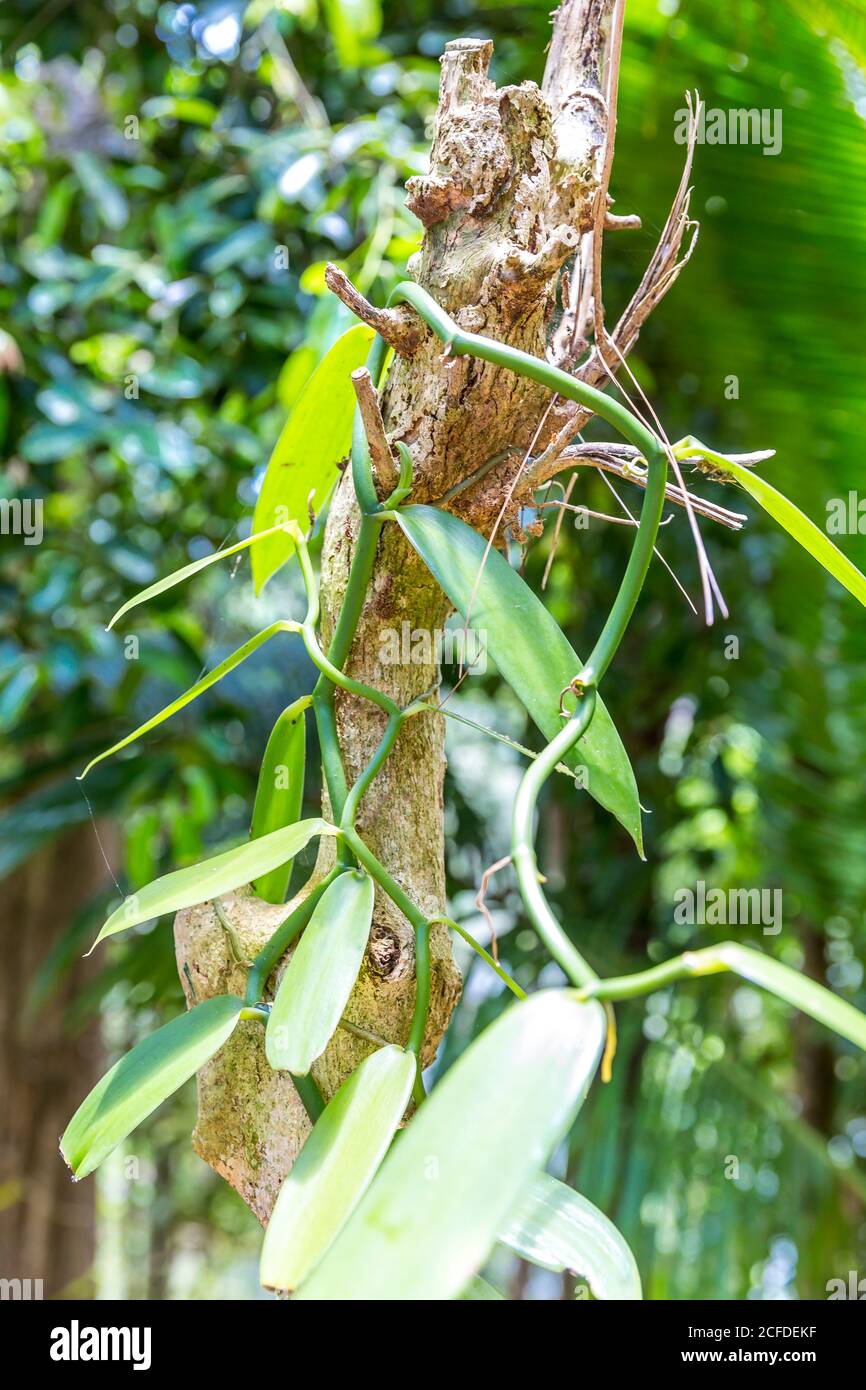 Vanilla plant hi-res stock photography and images - Alamy