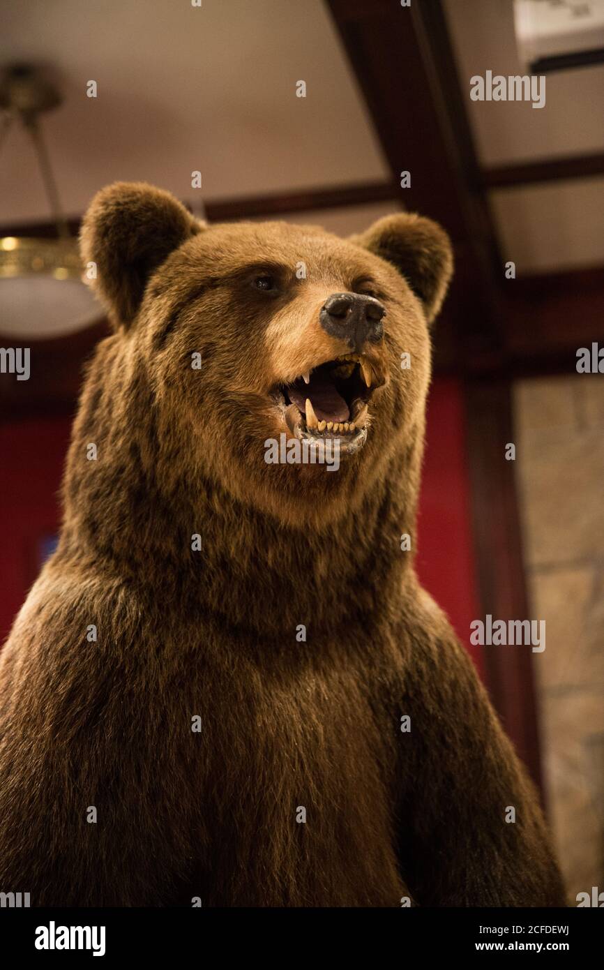Stuffed bear in restaurant interior Stock Photo - Alamy