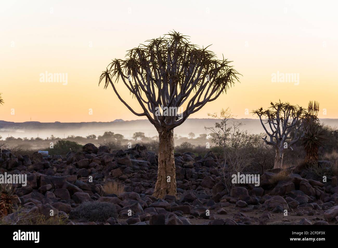 Silhouetted quiver tree hi-res stock photography and images - Alamy