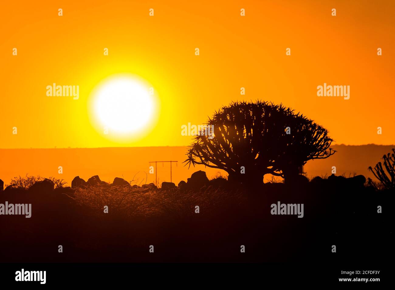 Silhouetted quiver tree hi-res stock photography and images - Alamy
