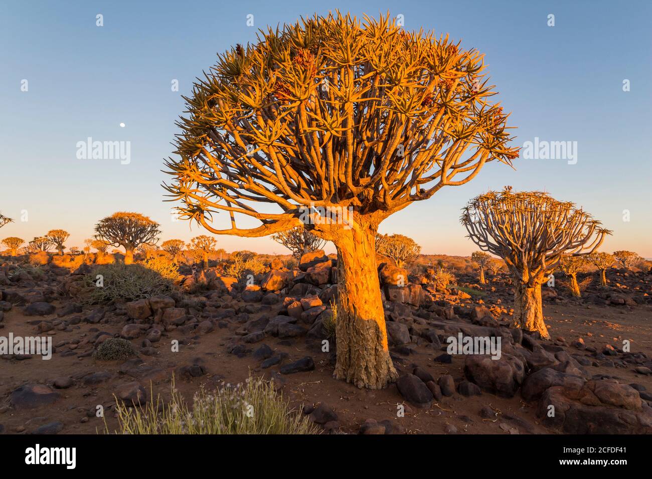 Quiver tree forest at Quiver Tree Forest Rest Camp at sunset ...