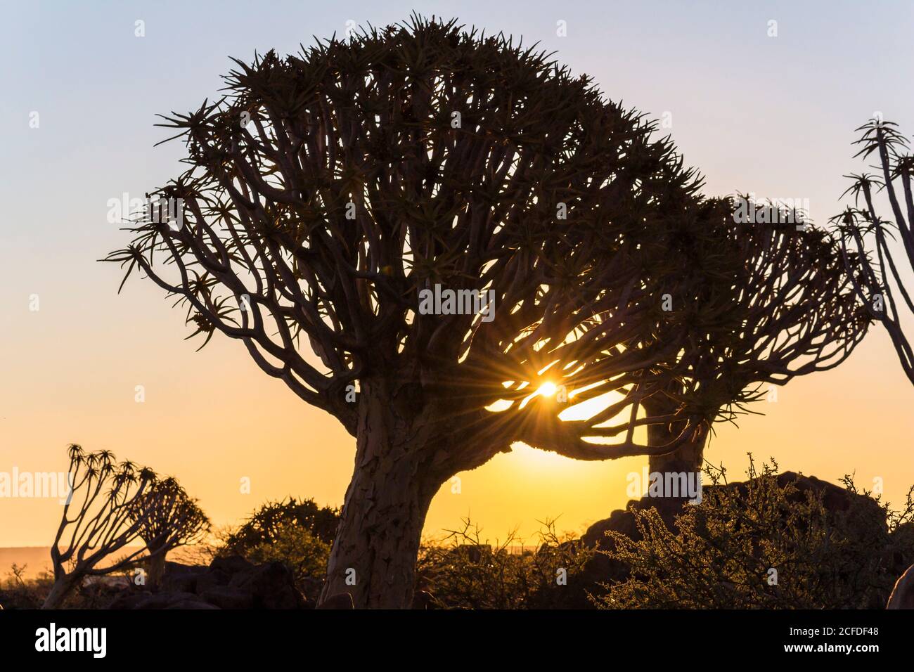 Quiver tree forest at Quiver Tree Forest Rest Camp at sunset ...