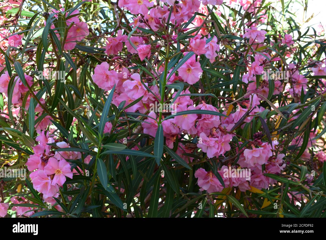 Closeup shot of a bush with pink flowers on a sunny day - perfect for ...