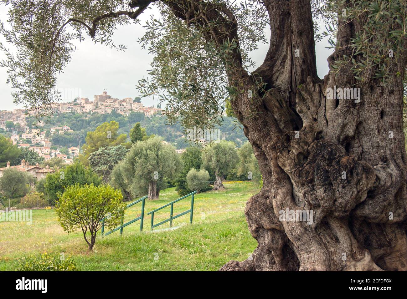 Grimaldi Family Tree