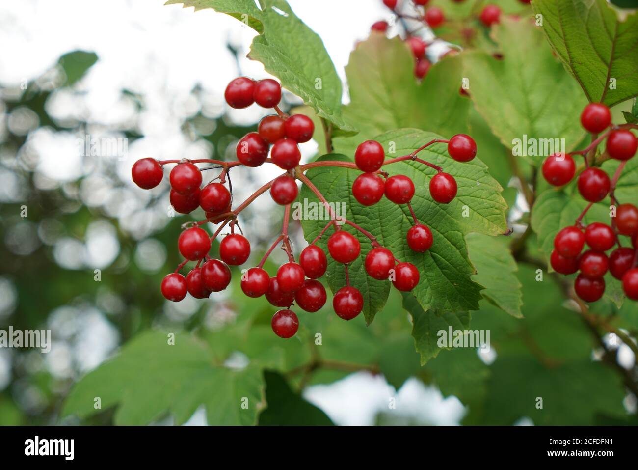 Highbush Cranberry High Resolution Stock Photography and Images - Alamy