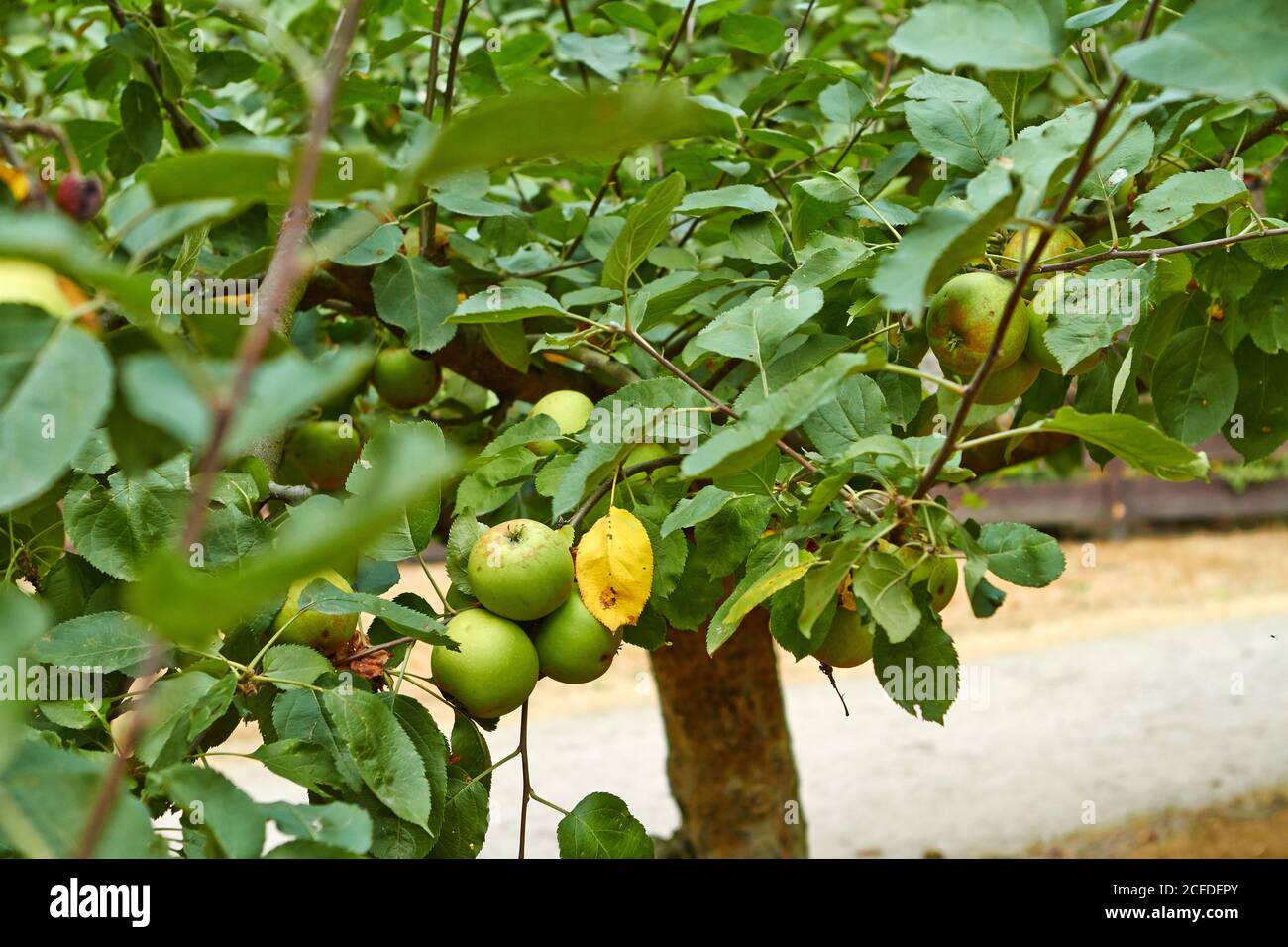 Green apples on the apple tree branch. Netherlands July 2018 Stock ...