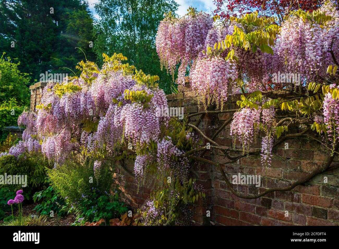 Green wisteria sinensis hi-res stock photography and images - Alamy