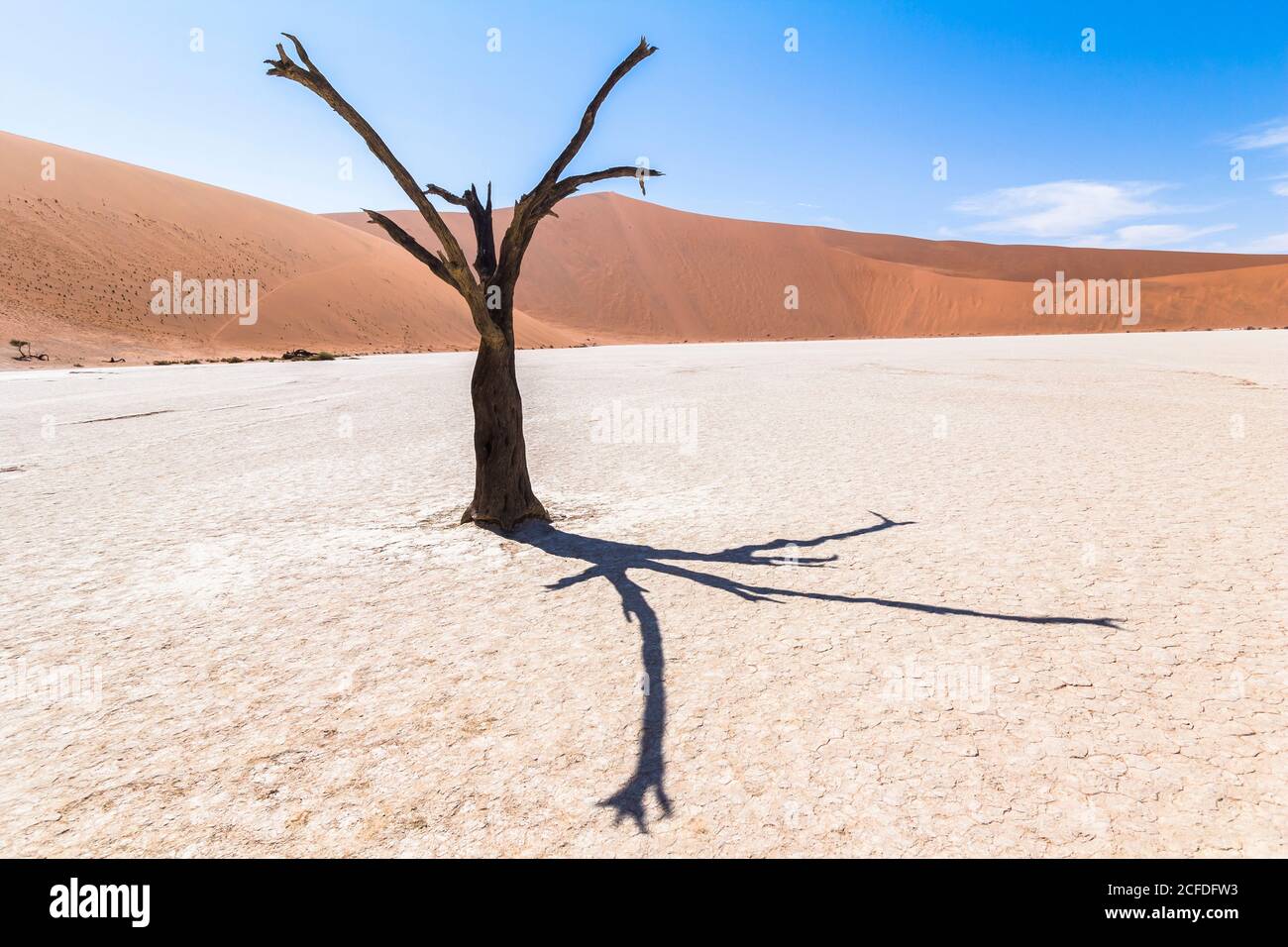 Dead tree in front of dune in Deadvlei (white salt-clay pan ...