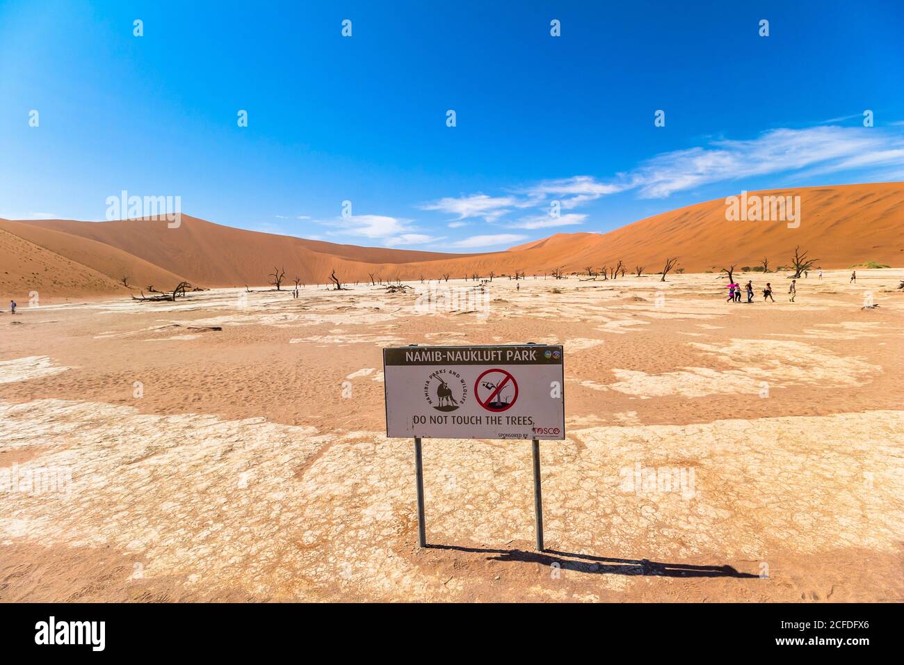 View over wide landscape of the Deadvlei (white salt-clay pan ...