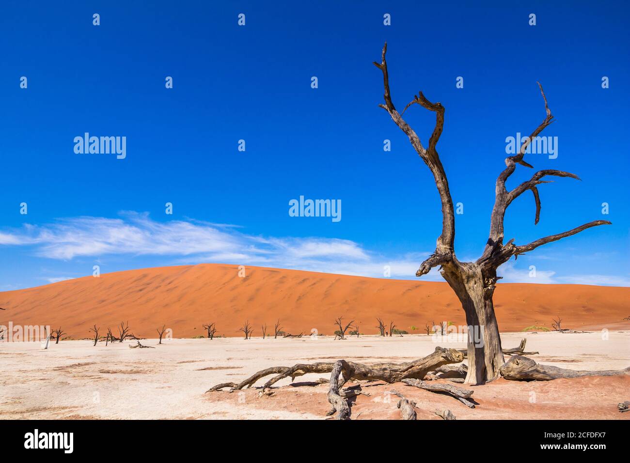 Dead trees in wide landscape of the Deadvlei (white salt-clay pan ...