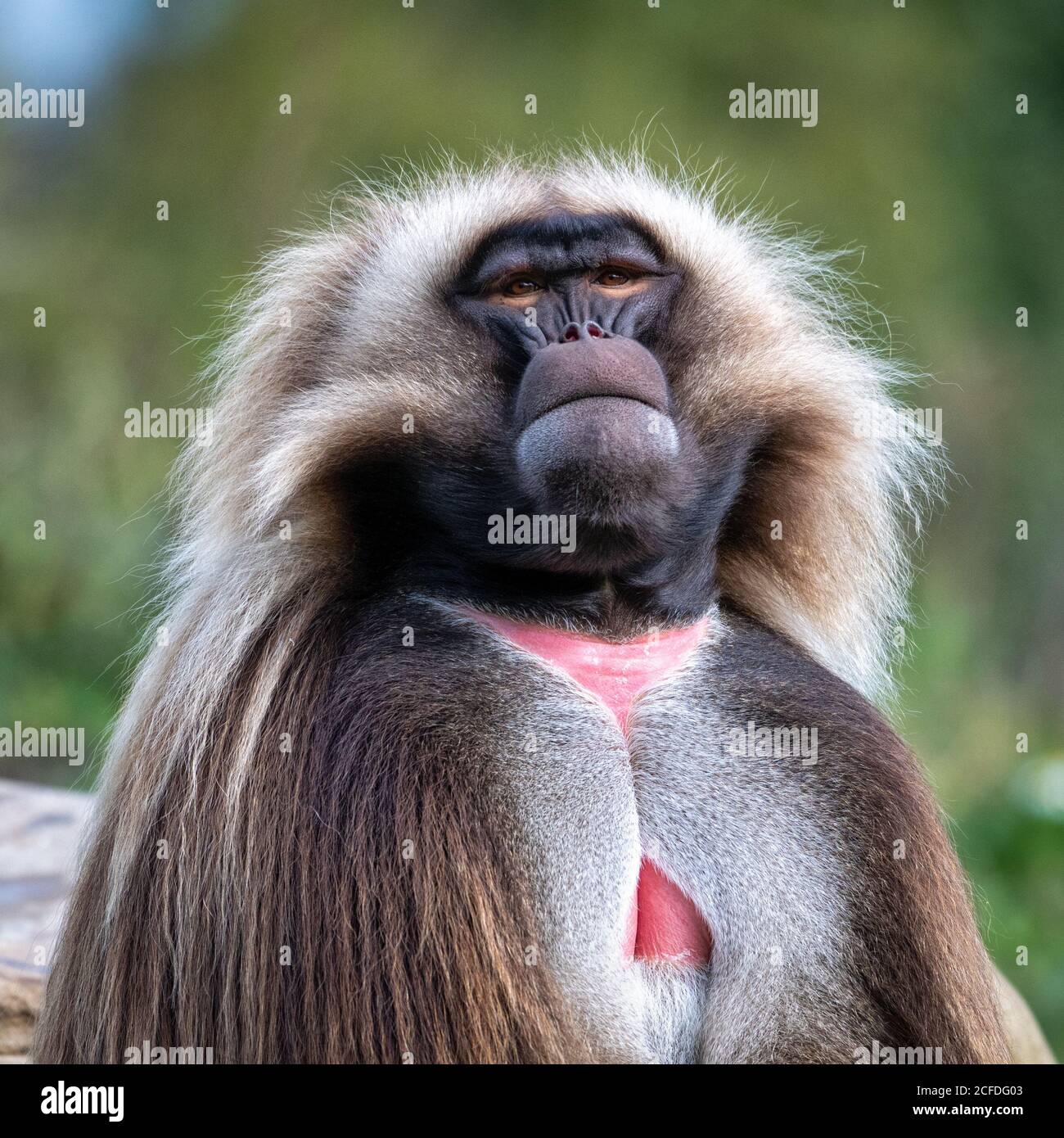 Theropithecus gelada hi-res stock photography and images - Alamy