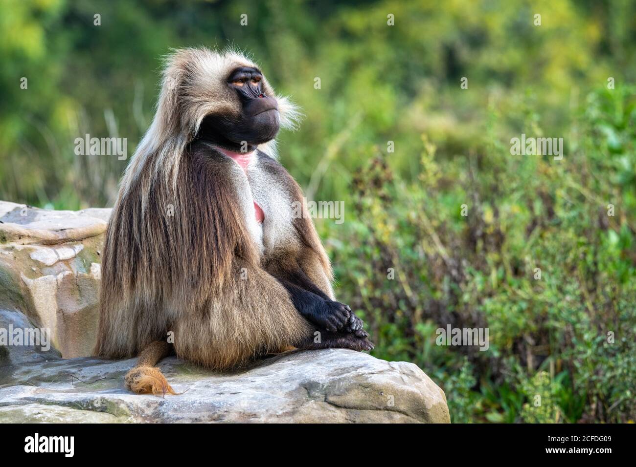 Gelada baboon theropithecus beautiful hi-res stock photography and ...