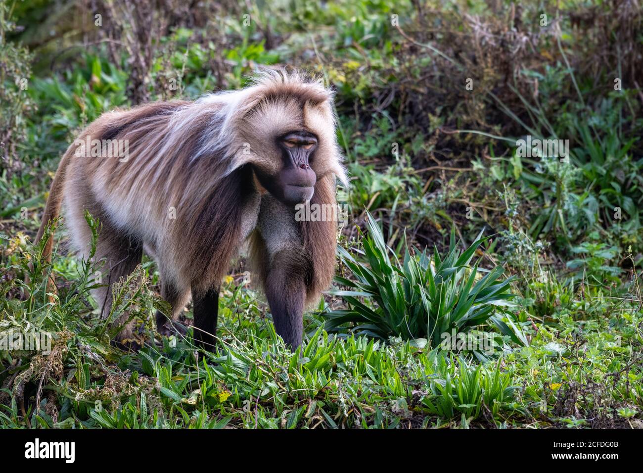 Gelada (Theropithecus gelada), Captive Stock Photo - Alamy