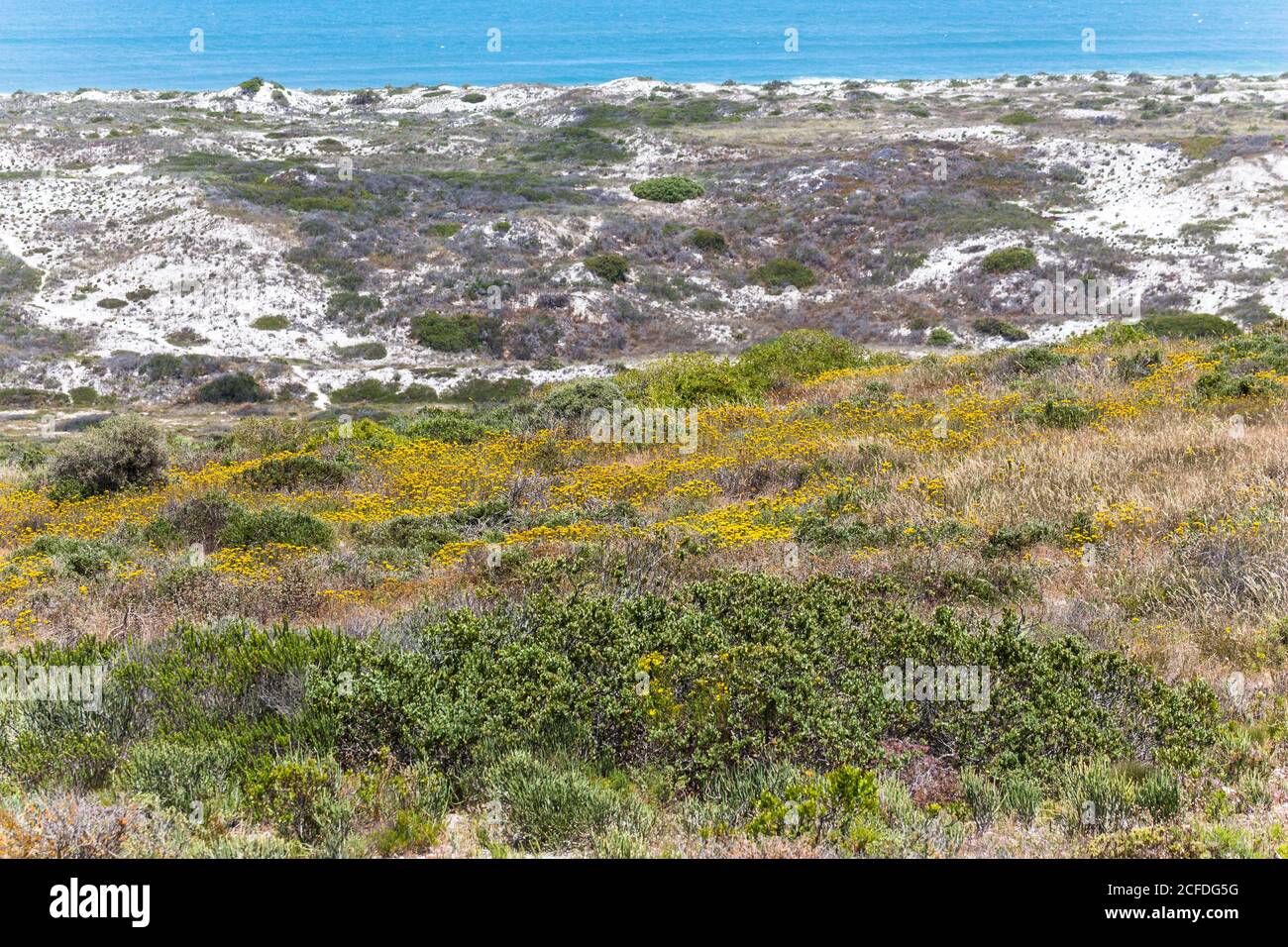 Dunes and flora of the west coast national park hi-res stock ...