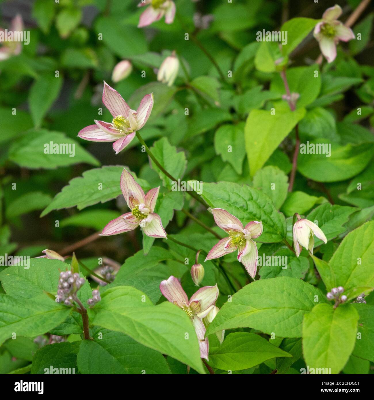 Clematis Montana Marjorie Stock Photo - Alamy