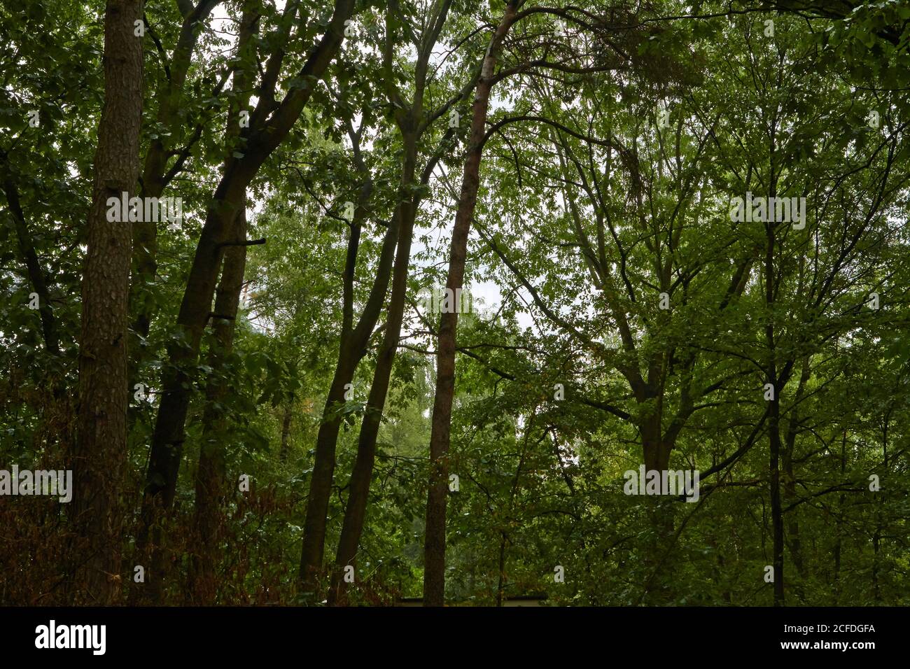 Green Tall Forest on a Rainy Day July Stock Photo - Alamy