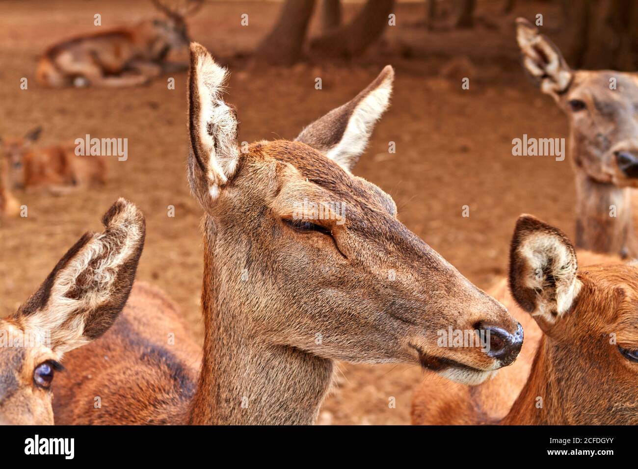South asian fauna hi-res stock photography and images - Alamy