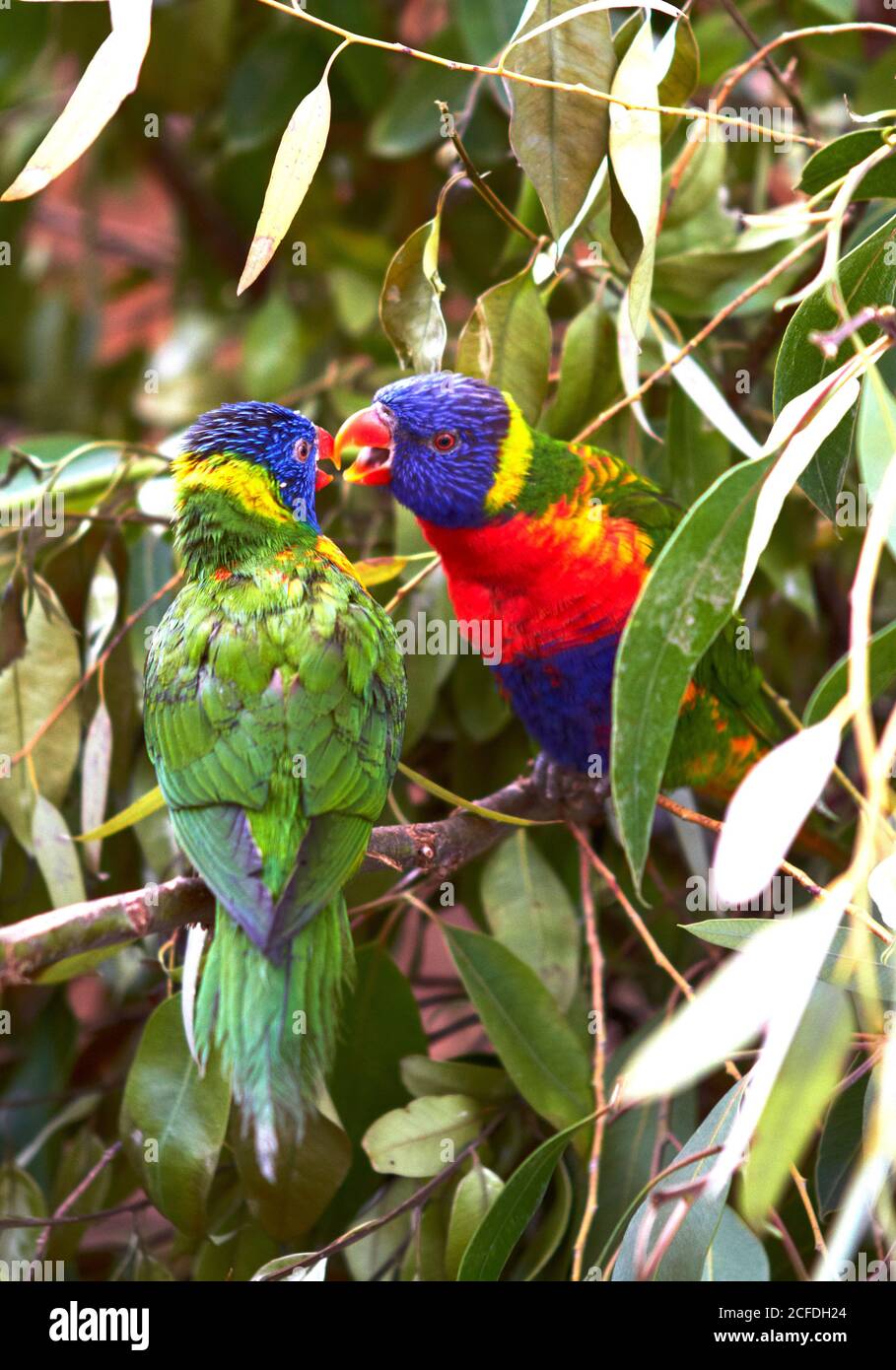 Two multi-colored parrots sit on a branch of a green tree and kiss ...