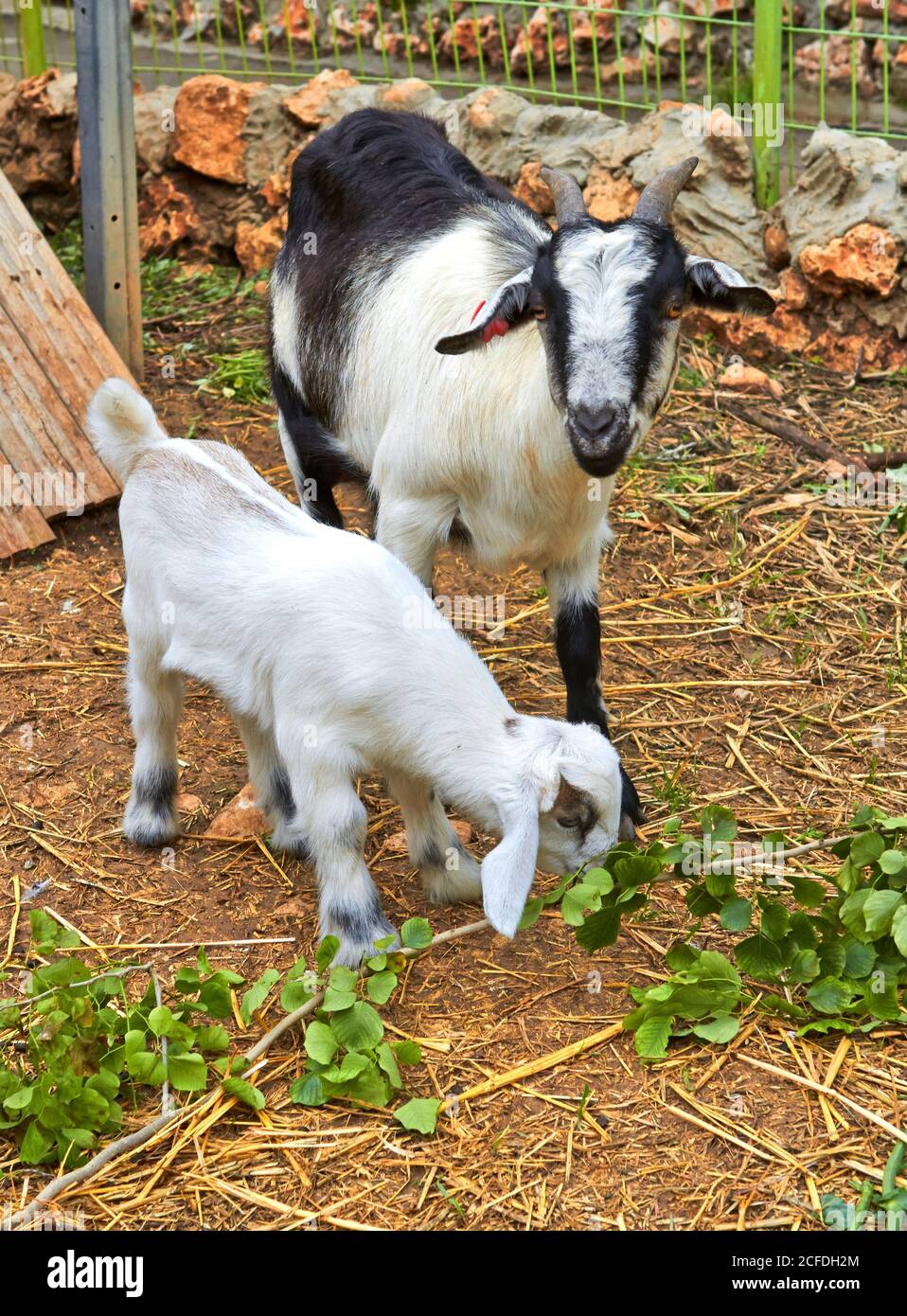 Mother goat and her baby, kibbutz Israel Stock Photo - Alamy