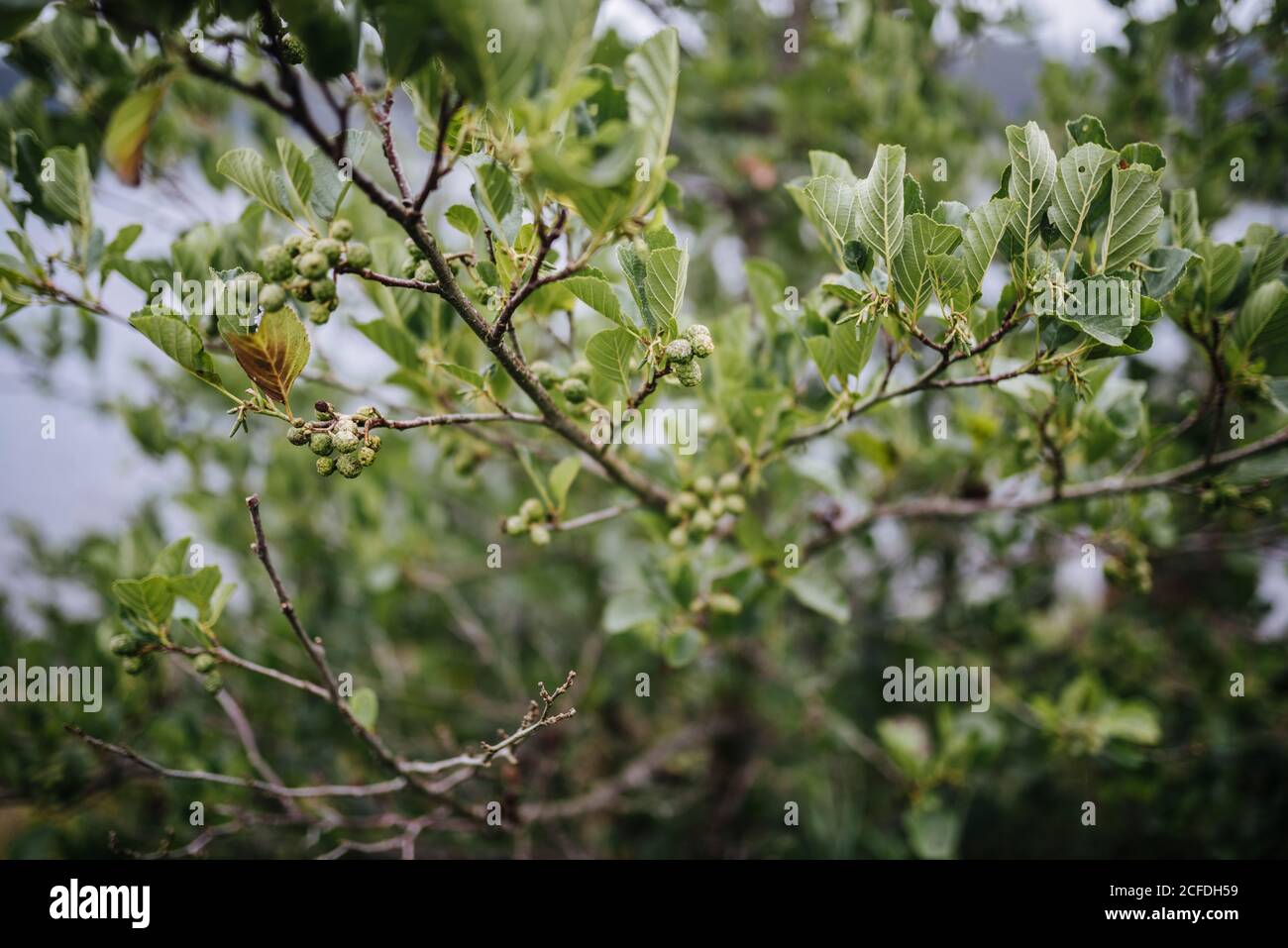 Black alder hi-res stock photography and images - Alamy