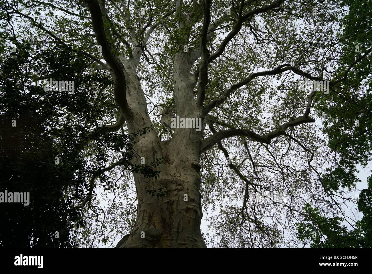 Low angle shot of a tall tree Stock Photo - Alamy