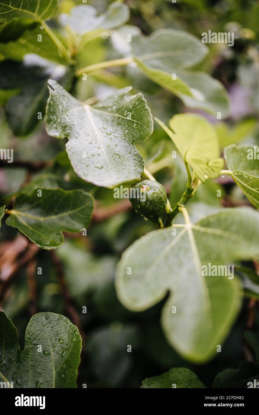 Detail of a fig tree, in the Victorian "Walled Garden" of Kylemore ...