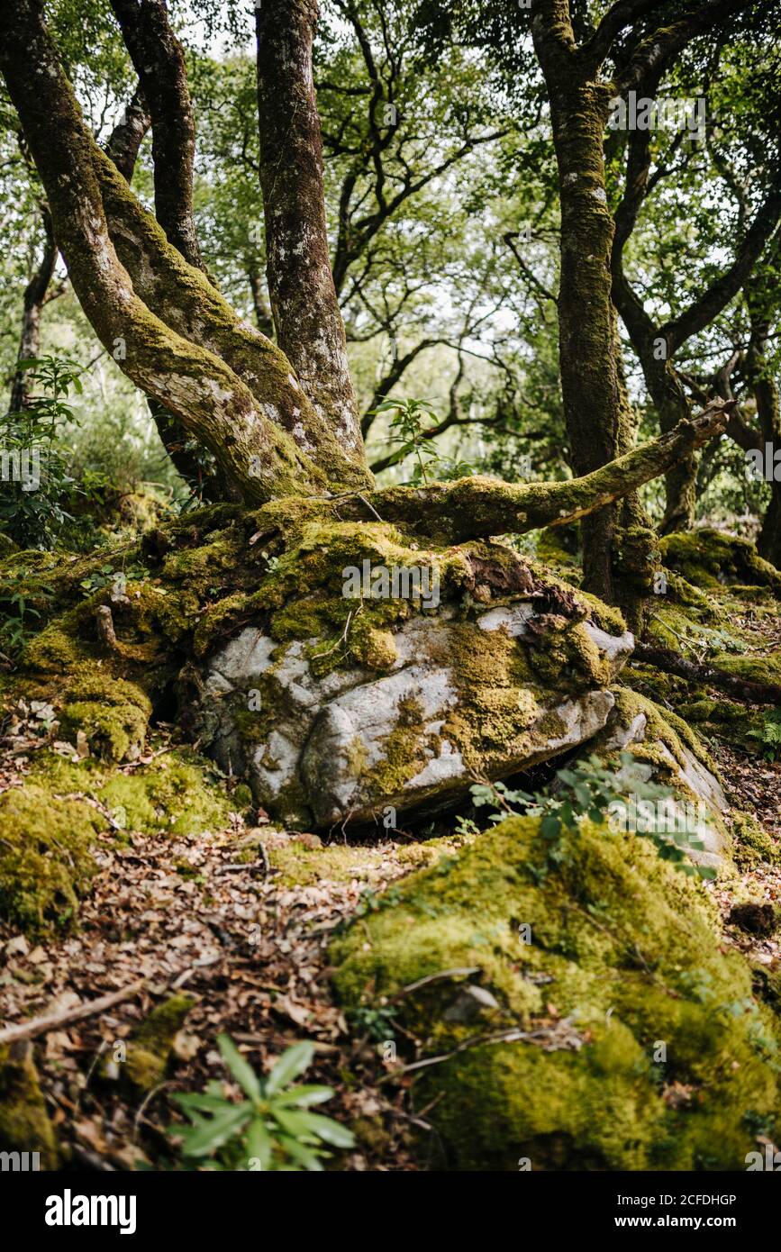 Rock overgrown with moss and trees in the forest of Glenveagh National ...