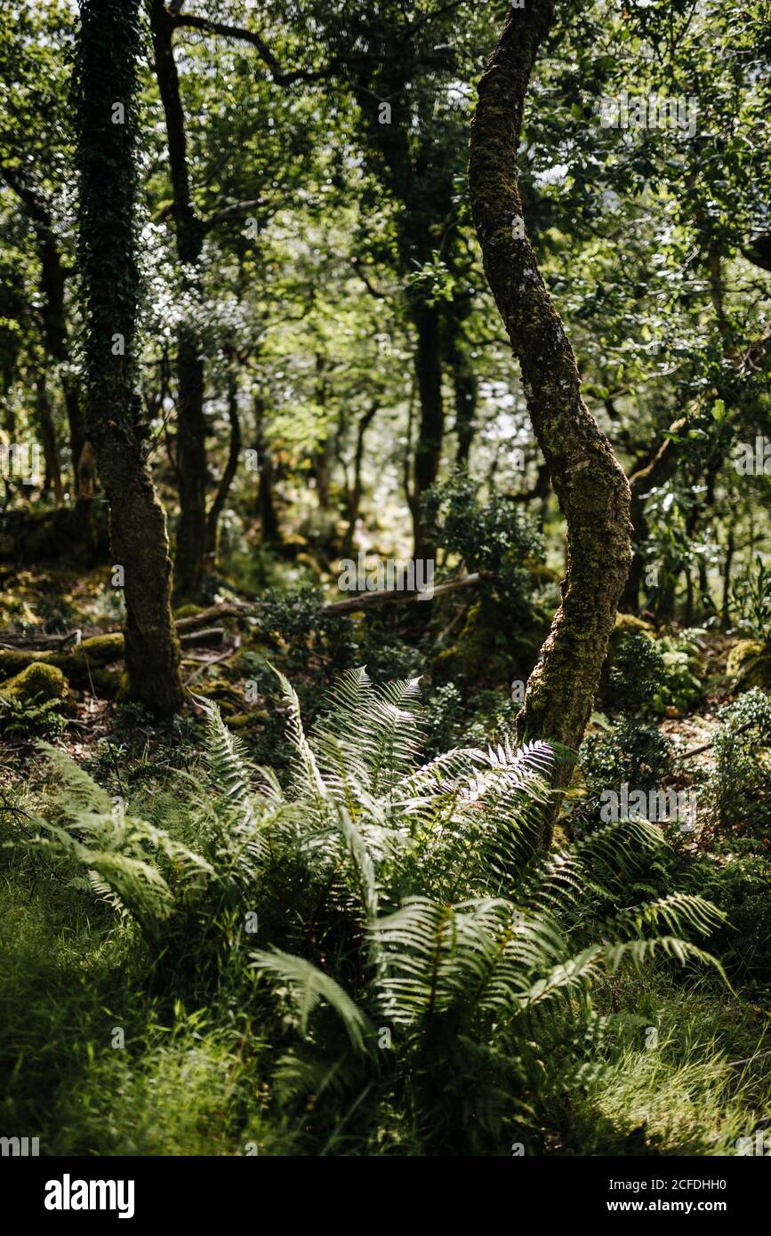 Ferns grow in the forest of Glenveagh National Park, Ireland Stock ...