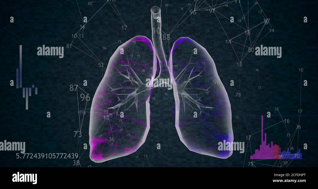 Rotating 360 low polygonal lungs 3D model on black background with ...