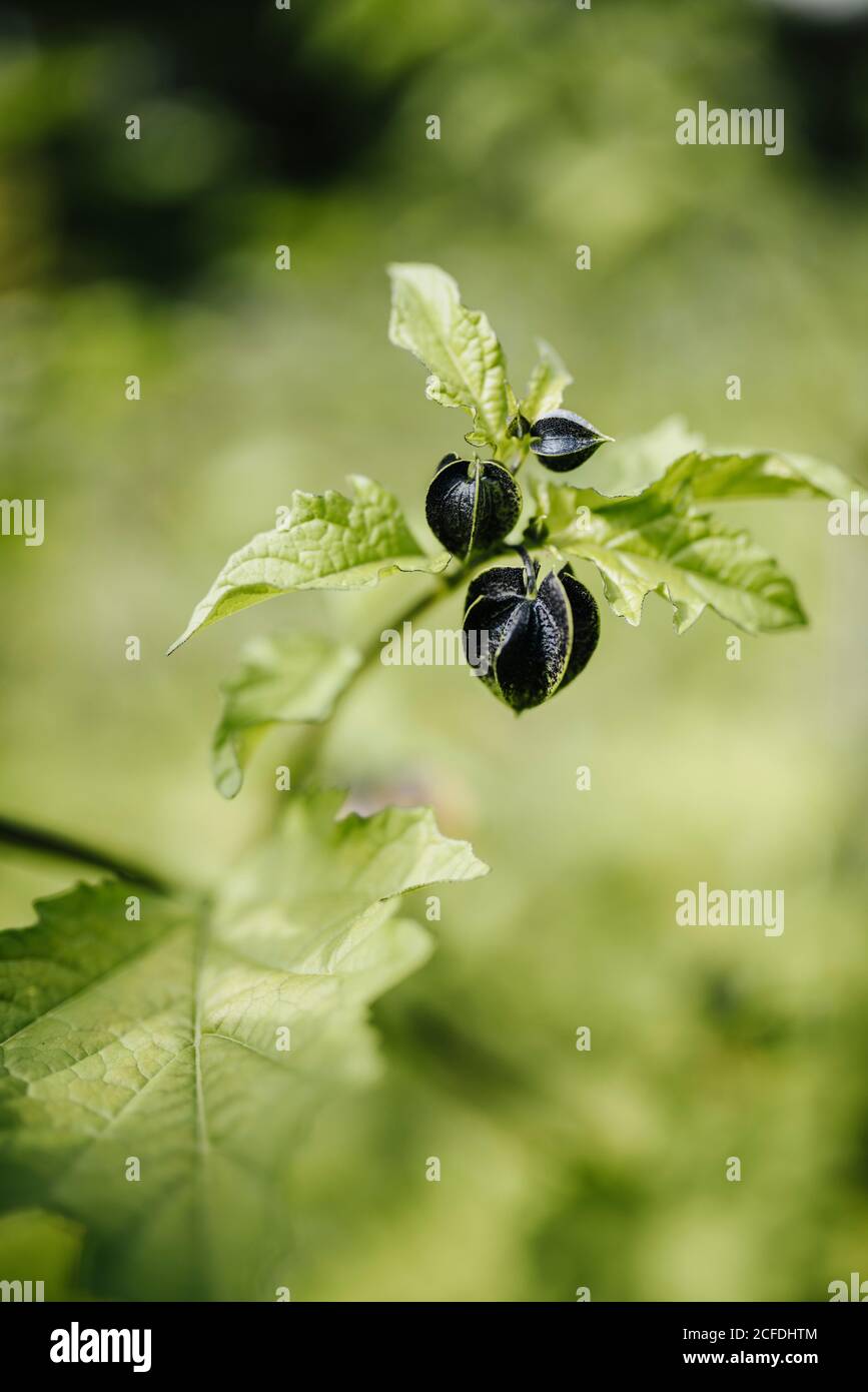 Physaloides hi-res stock photography and images - Alamy