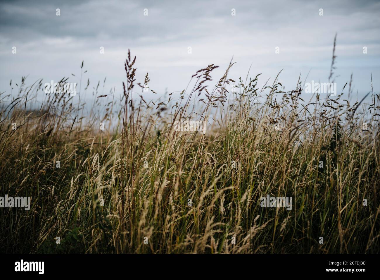 Grasses sightseeing hi-res stock photography and images - Alamy