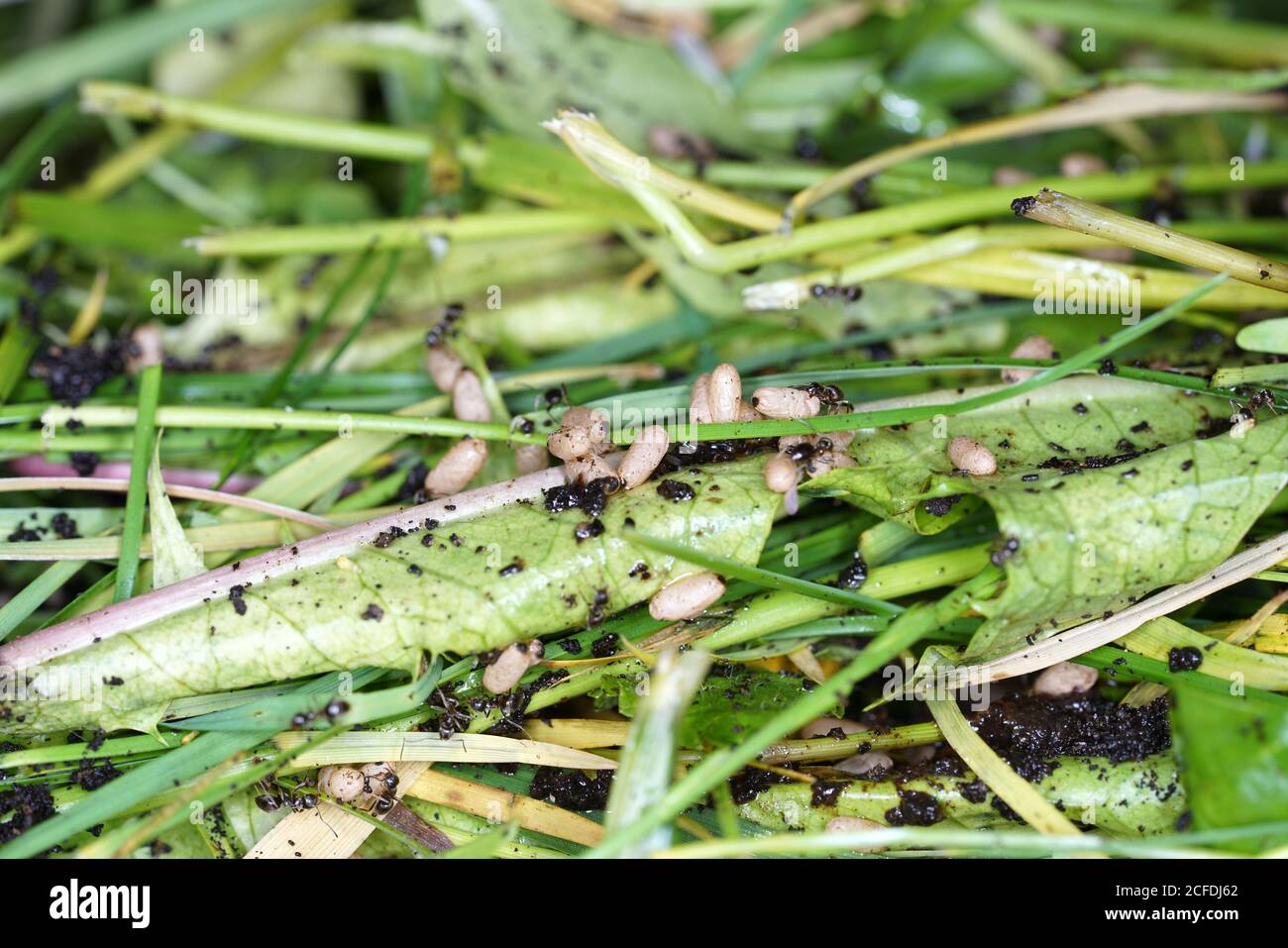 Tiny insects hi-res stock photography and images - Alamy