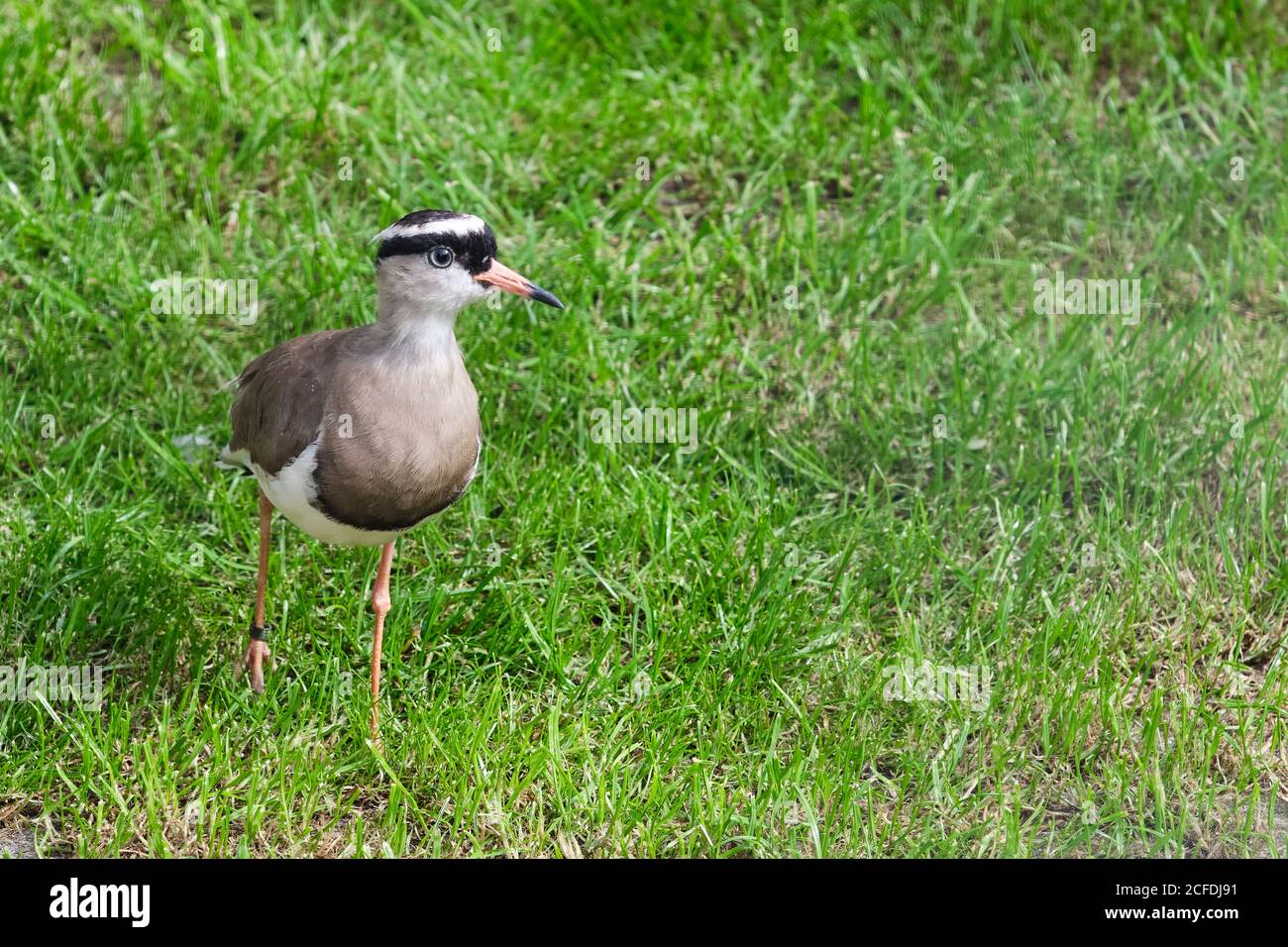 Lapwing with an insect in the beak hi-res stock photography and images ...