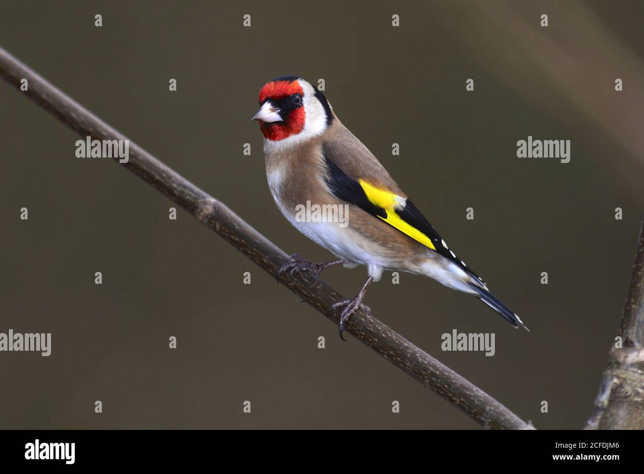 Goldfinch in habitat hi-res stock photography and images - Alamy