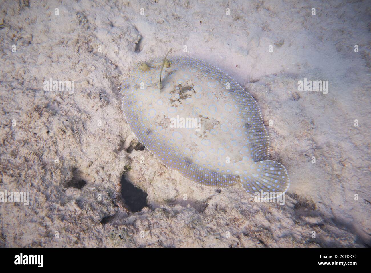 Drunk fish hi-res stock photography and images - Alamy