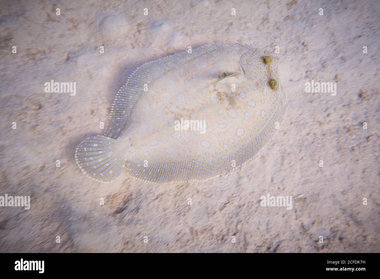 Drunk fish hi-res stock photography and images - Alamy