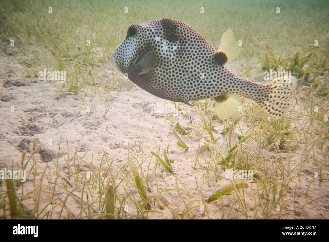 Amusing spotted drunk fish swimming on sandy depth in clean crystal ...