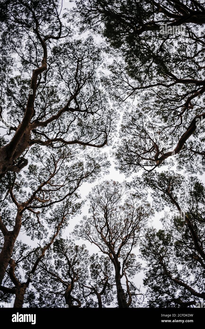 Killarney tree hi-res stock photography and images - Alamy